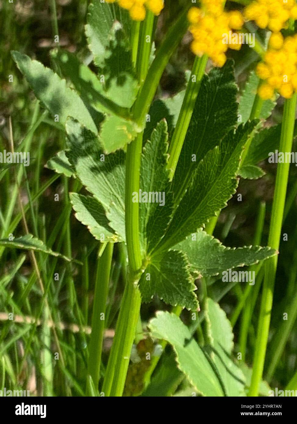 heart-leaf golden Alexanders (Zizia aptera Stock Photo - Alamy