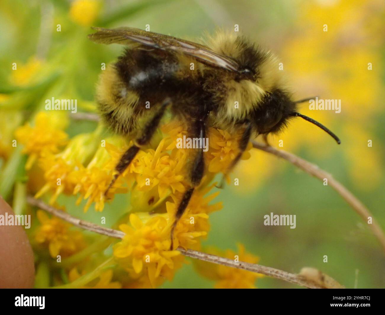 Yellowish Cuckoo Bumble bee (Bombus flavidus Stock Photo - Alamy