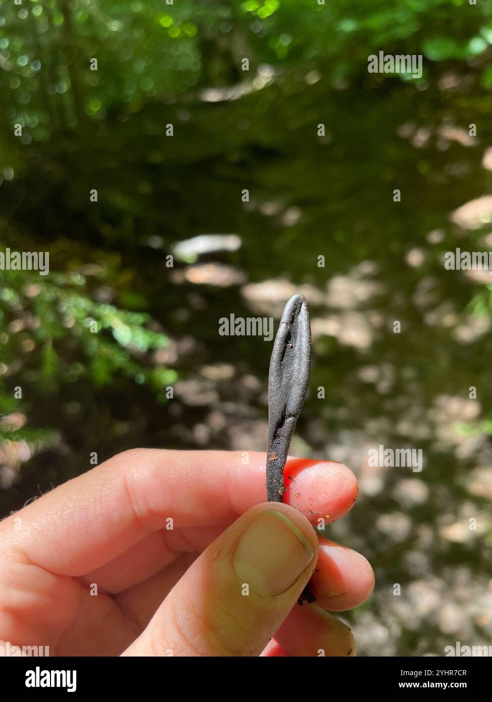 Earth Tongues (Geoglossum Stock Photo - Alamy