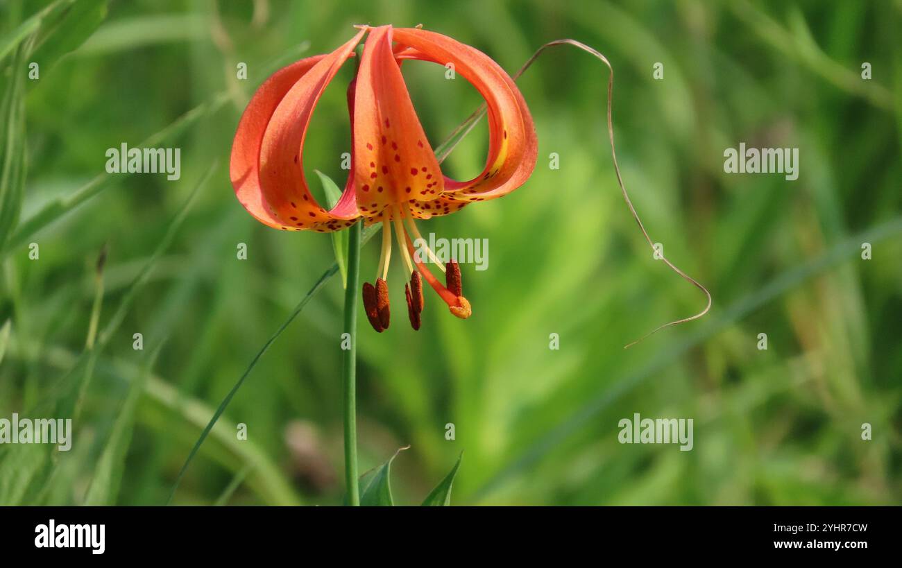 Michigan lily (Lilium michiganense Stock Photo - Alamy