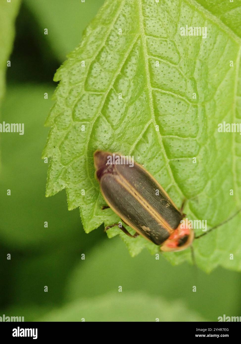Common Eastern Firefly (Photinus pyralis Stock Photo - Alamy