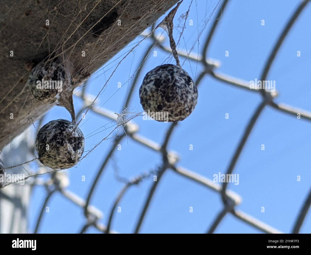 Bolas spider hi-res stock photography and images - Alamy