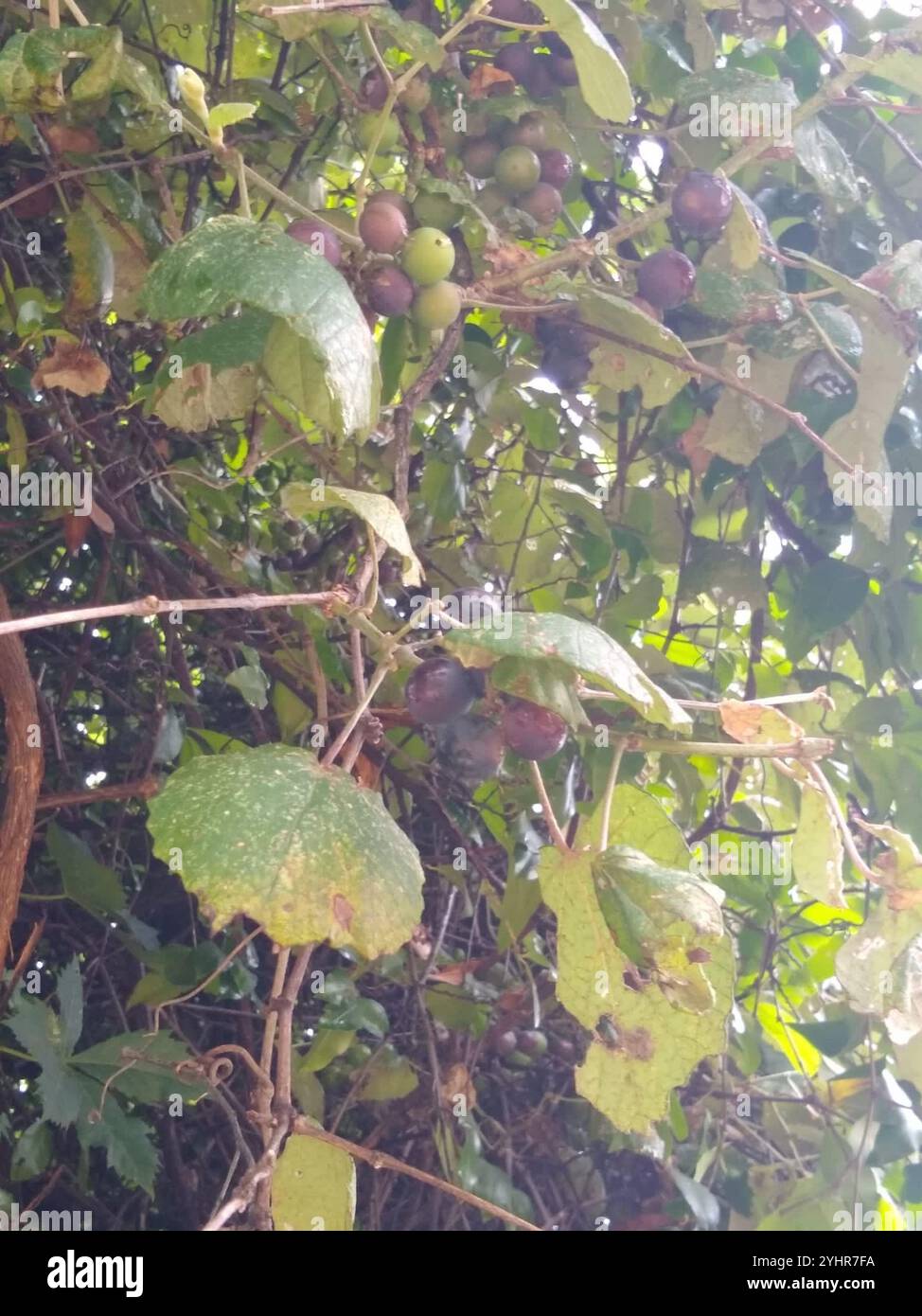 mustang grape (Vitis mustangensis Stock Photo - Alamy