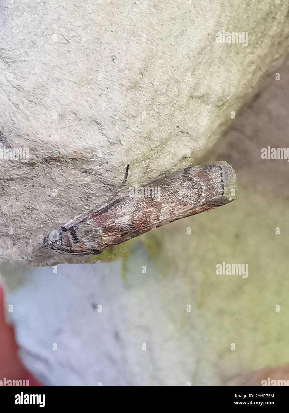 Dotted Oak Knot-horn (Phycita roborella Stock Photo - Alamy