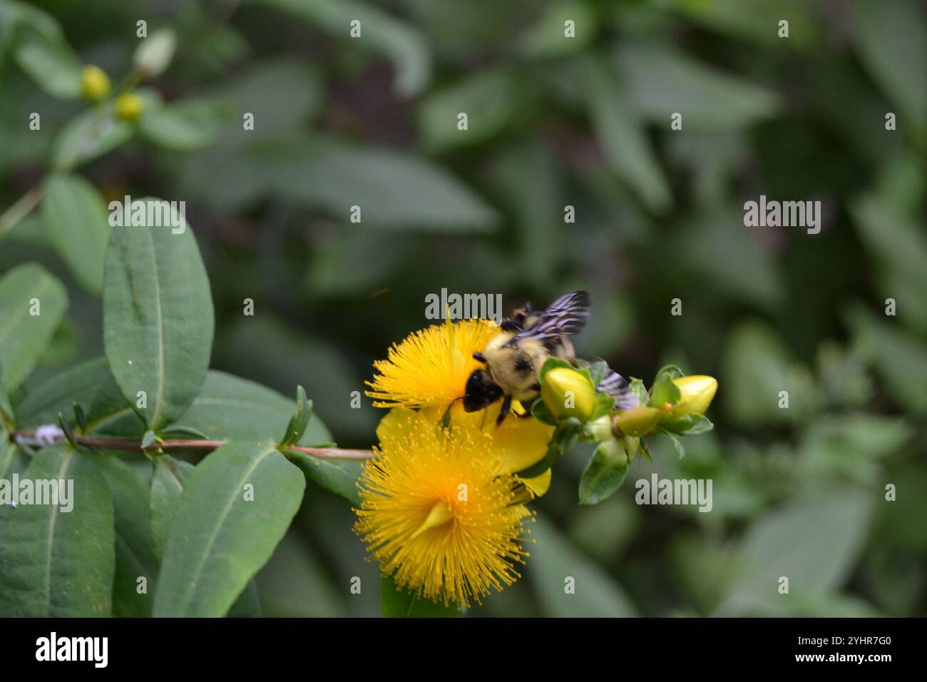 Two-spotted Bumble Bee (Bombus bimaculatus Stock Photo - Alamy