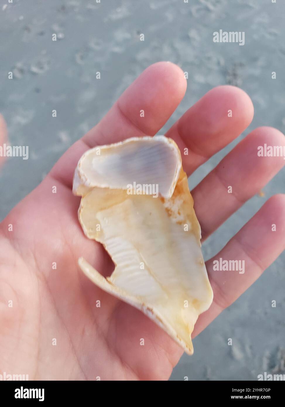 Fighting Conch (Strombus pugilis Stock Photo - Alamy