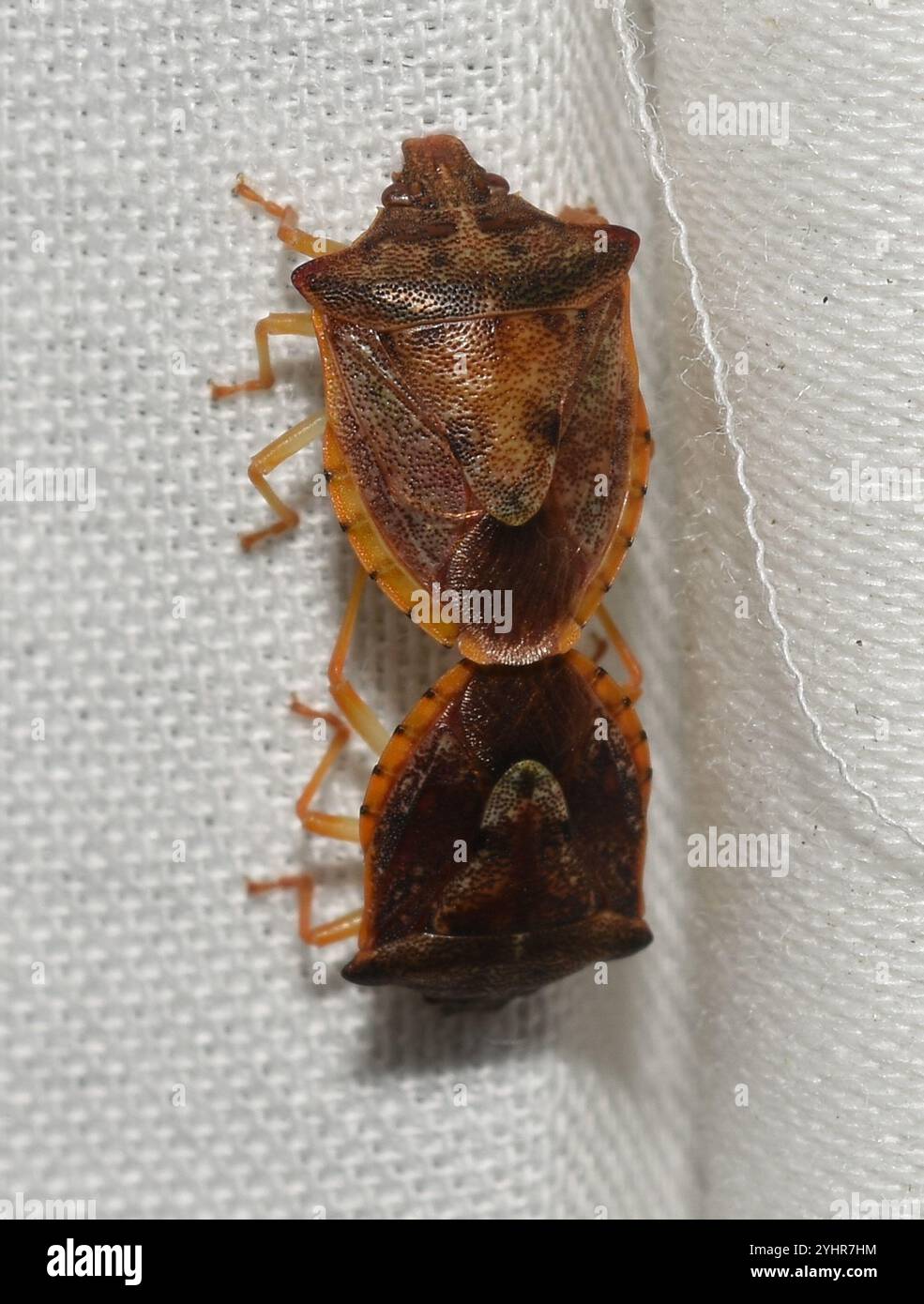 Dendrocoris hi-res stock photography and images - Alamy