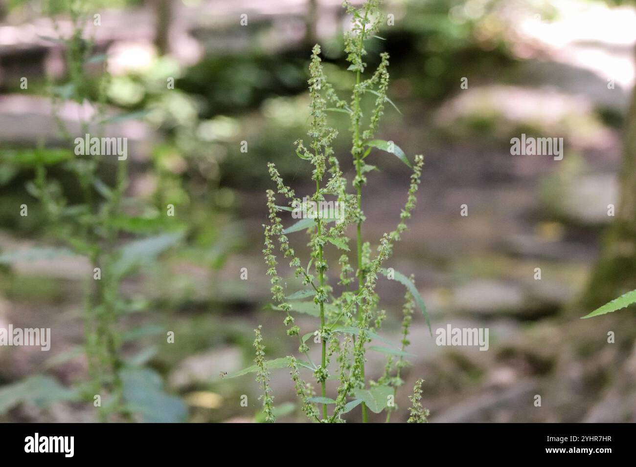 Clustered Dock (Rumex conglomeratus Stock Photo - Alamy