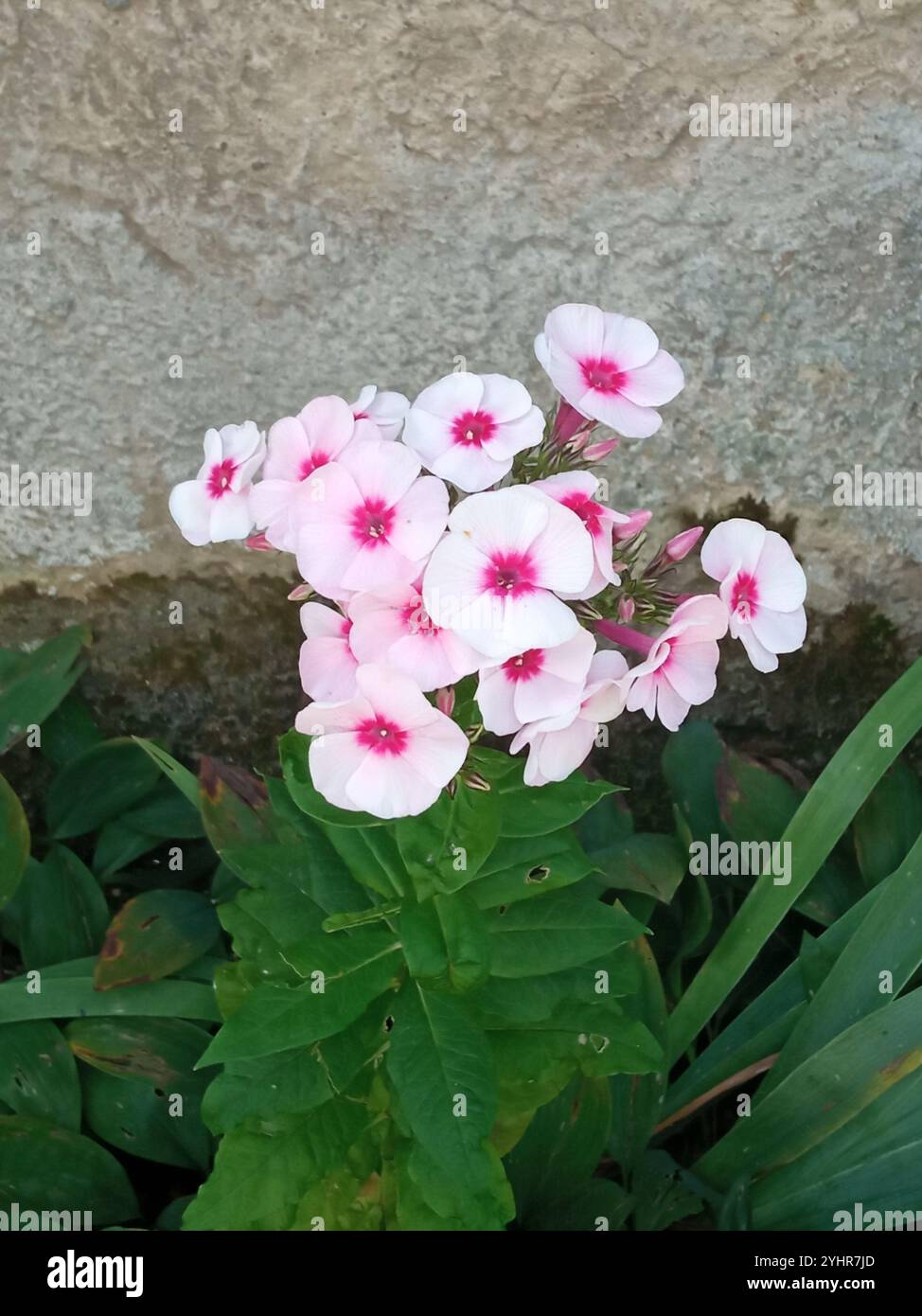 fall phlox (Phlox paniculata Stock Photo - Alamy