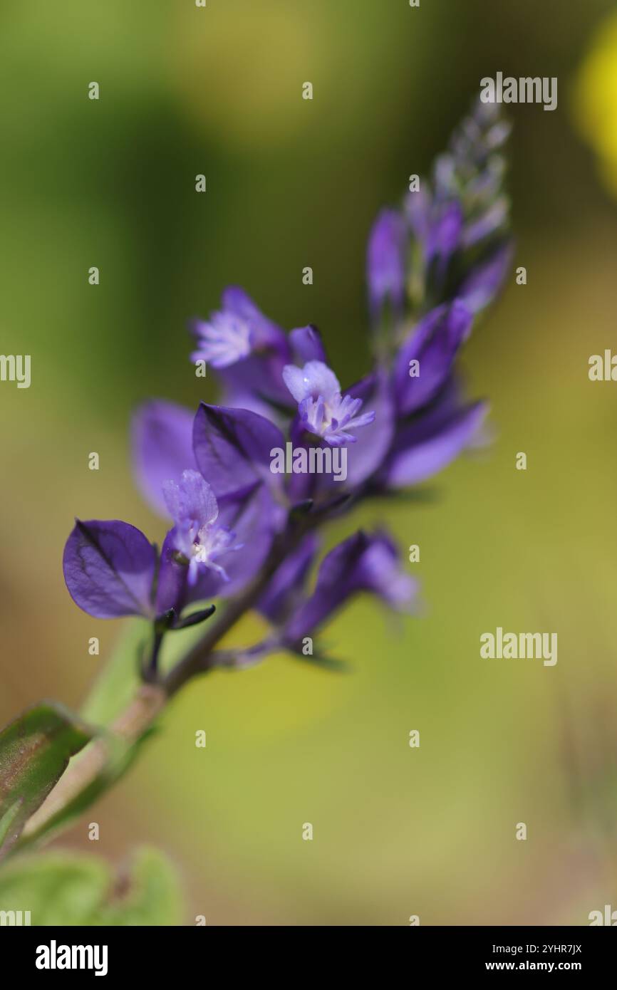 Polygala vulgaire (Polygala vulgaris) Polygala vulgaris in flower Stock ...