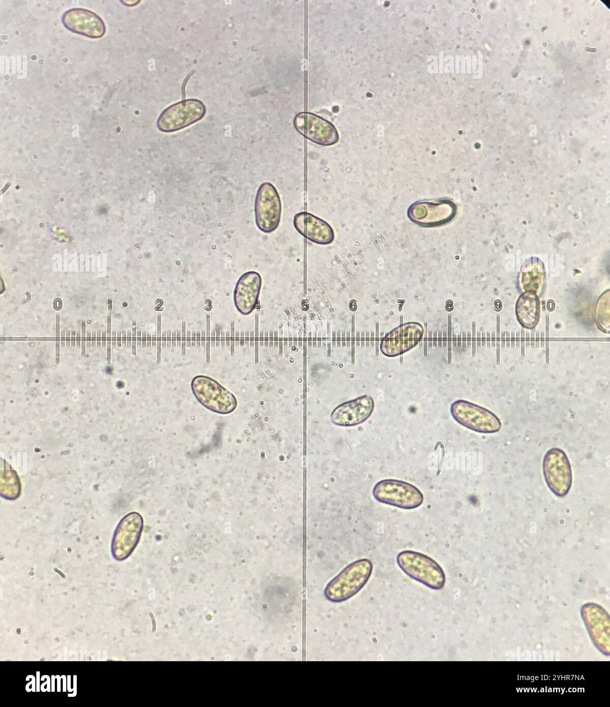 Pseudosperma hi-res stock photography and images - Alamy