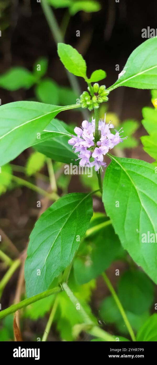 corn mint (Mentha arvensis Stock Photo - Alamy