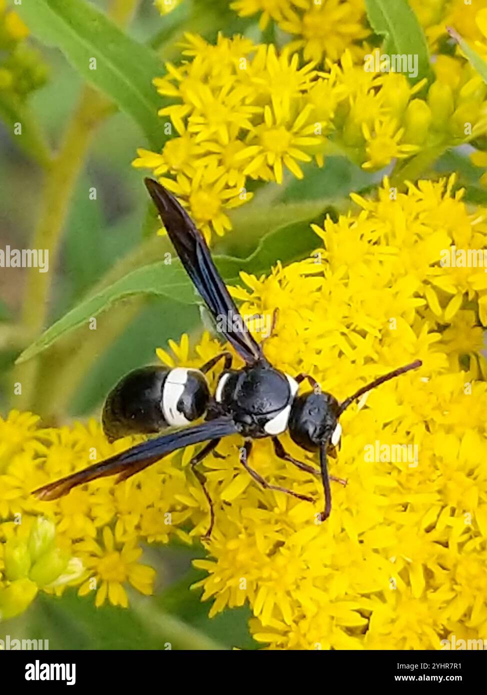Four-toothed Mason Wasp (Monobia quadridens Stock Photo - Alamy