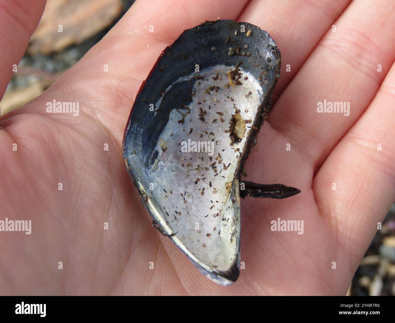 Blue Mussel Complex (Mytilus edulis Stock Photo - Alamy