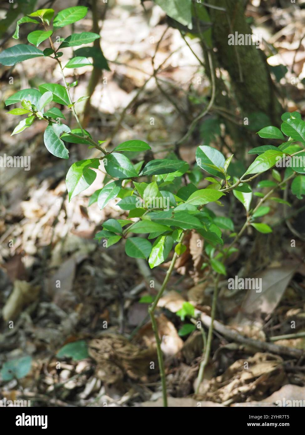 Pisonia aculeata hi-res stock photography and images - Alamy