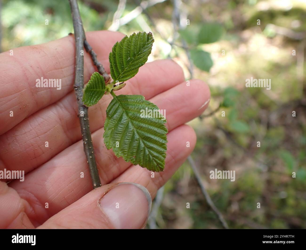 Red Alder (Alnus rubra Stock Photo - Alamy