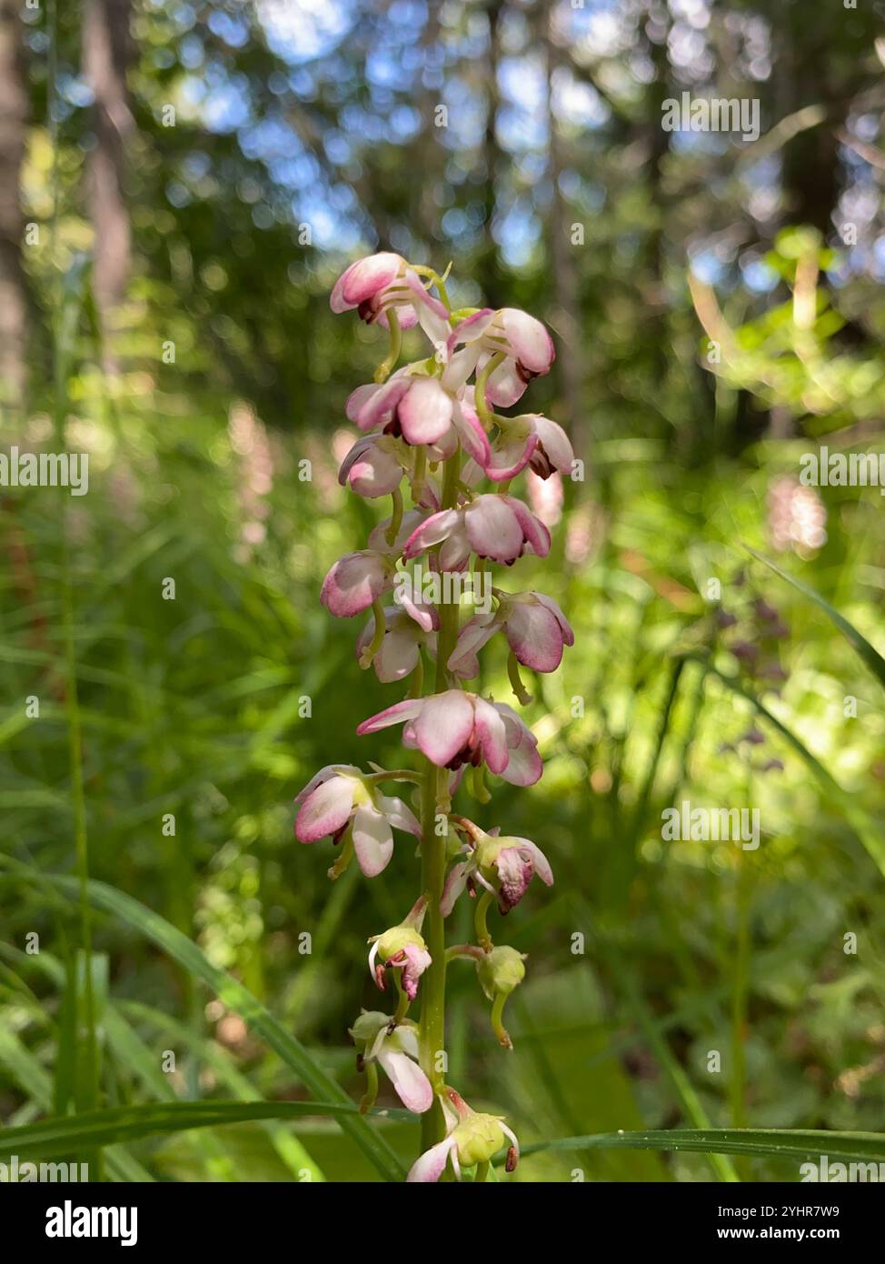bog wintergreen (Pyrola asarifolia Stock Photo - Alamy