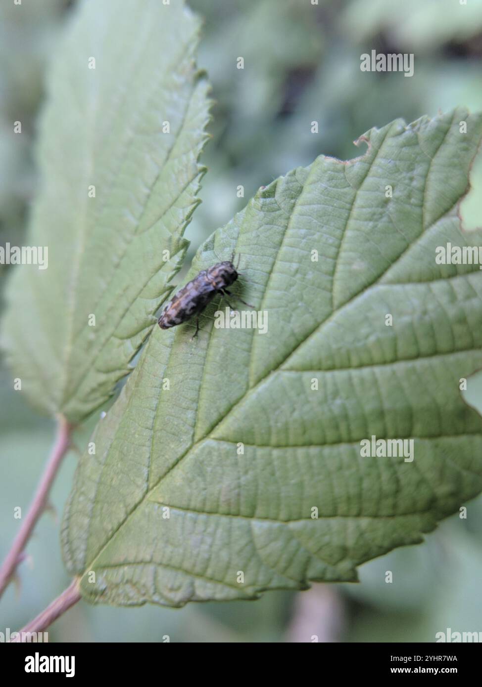 Coraebus hi-res stock photography and images - Alamy
