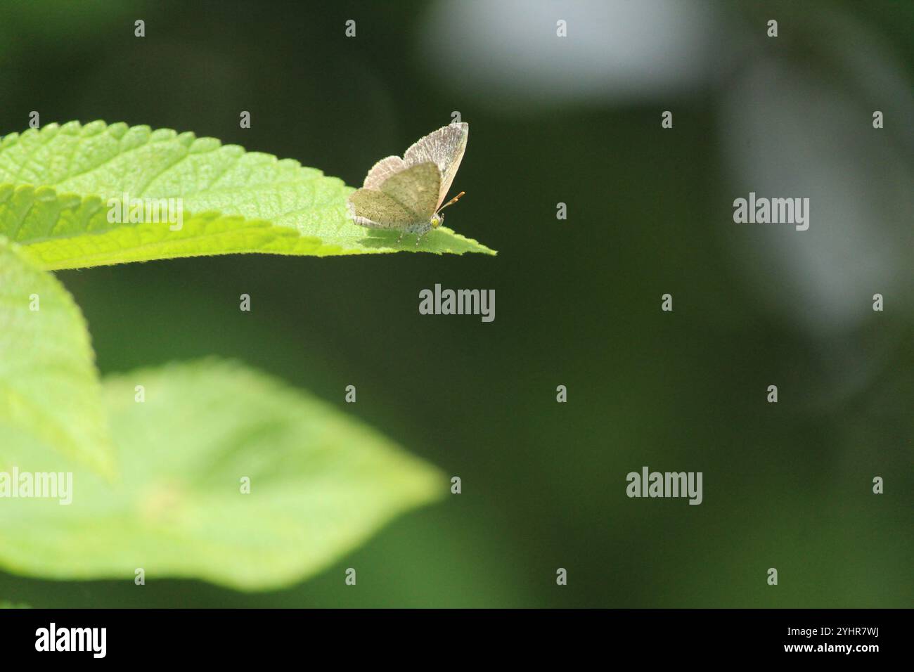 Spalgis hi-res stock photography and images - Alamy