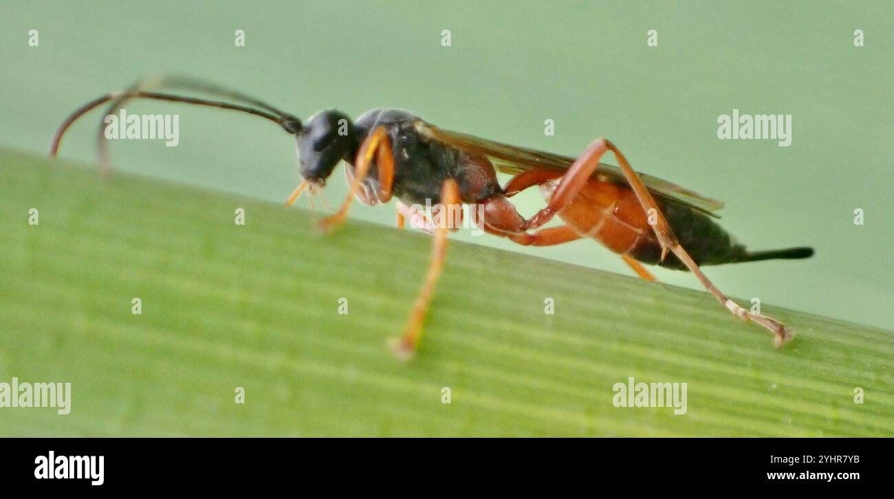 Cryptinae hi-res stock photography and images - Alamy