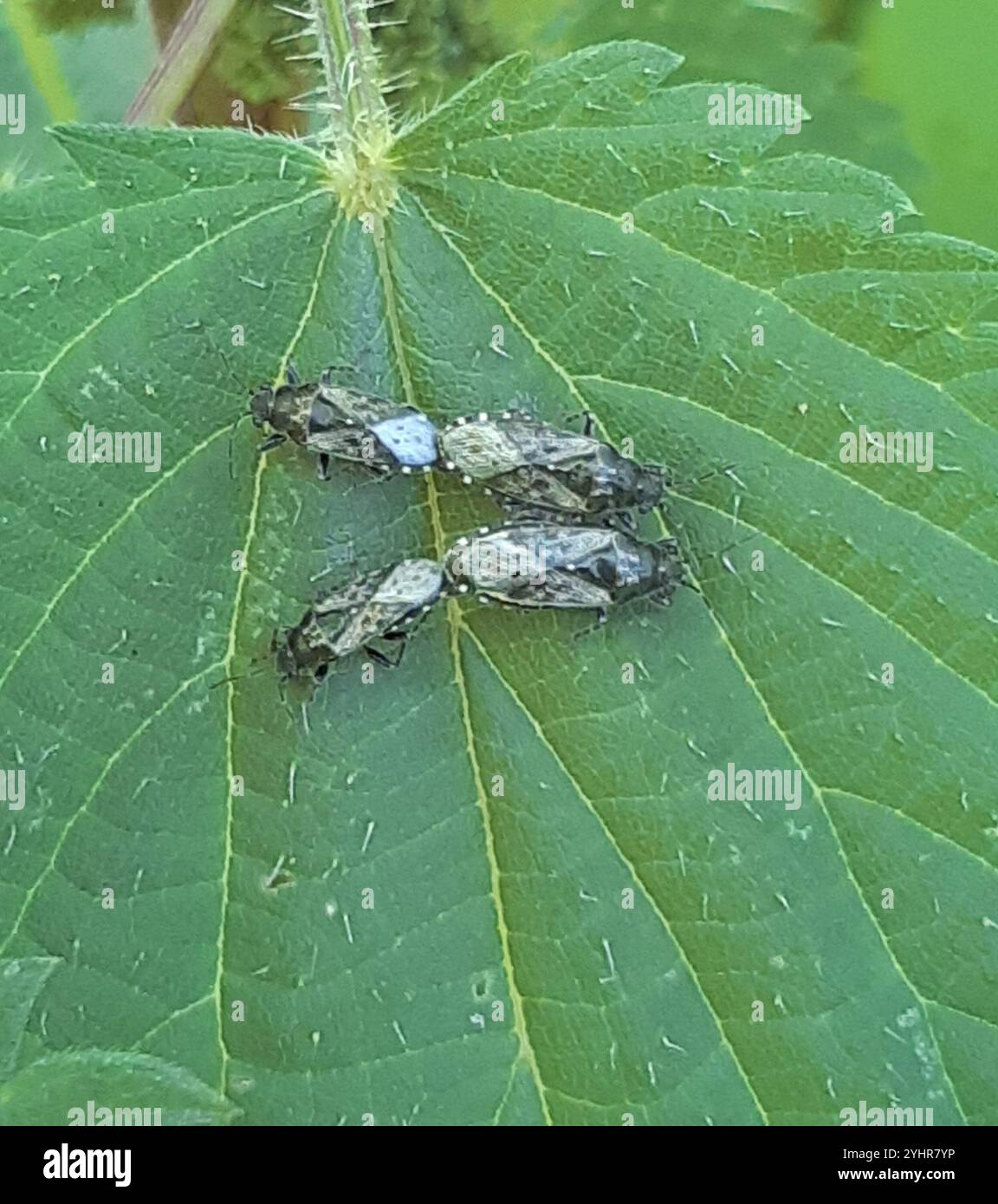 Nettle ground bug (Heterogaster urticae Stock Photo - Alamy