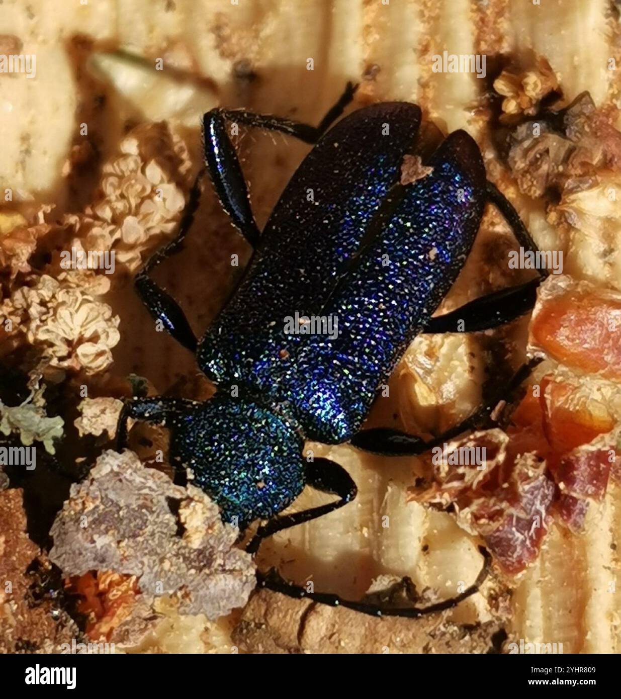 Violet tanbark beetle (Callidium violaceum Stock Photo - Alamy