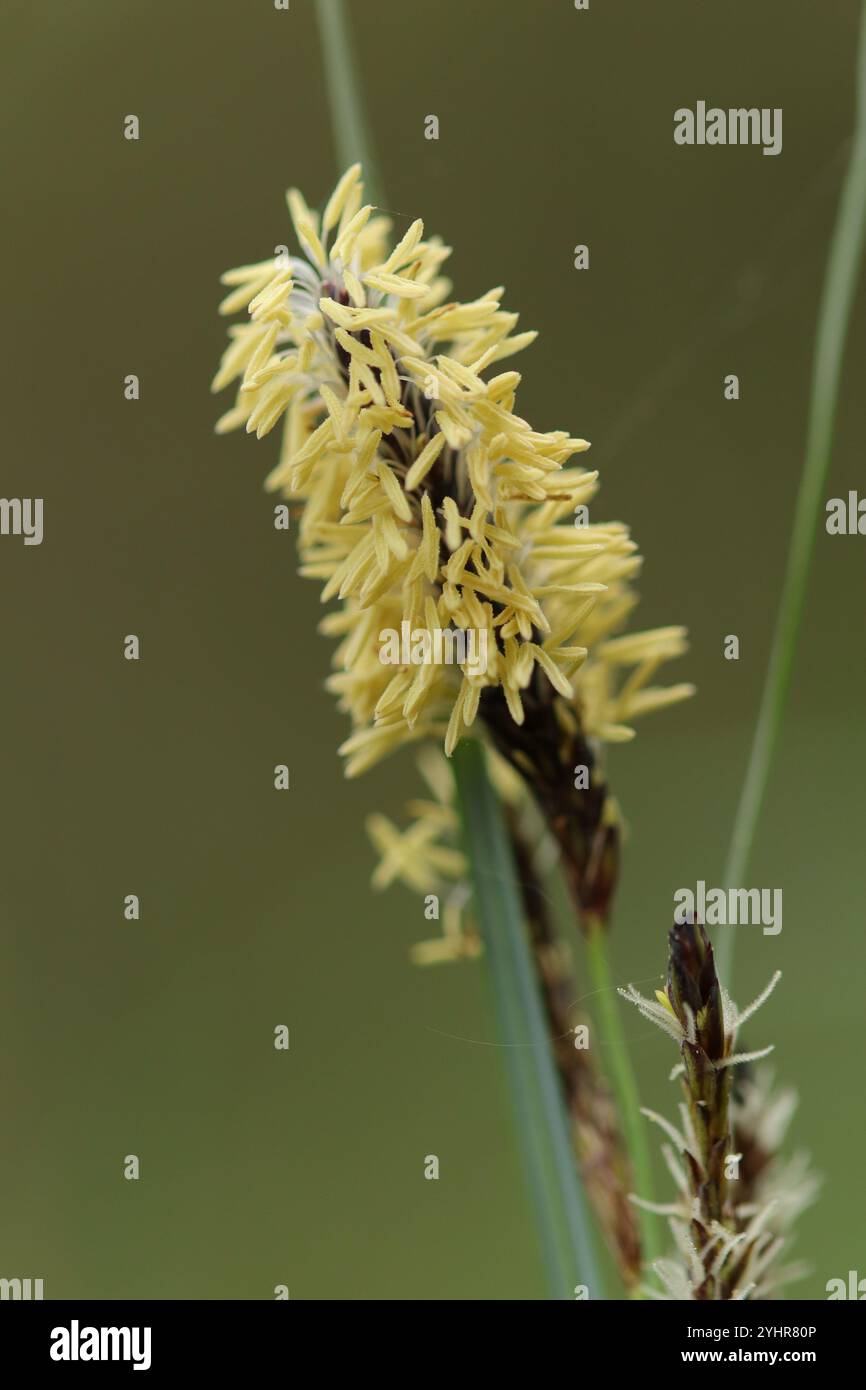 Carex sp. Carex sp. in flower Stock Photo - Alamy