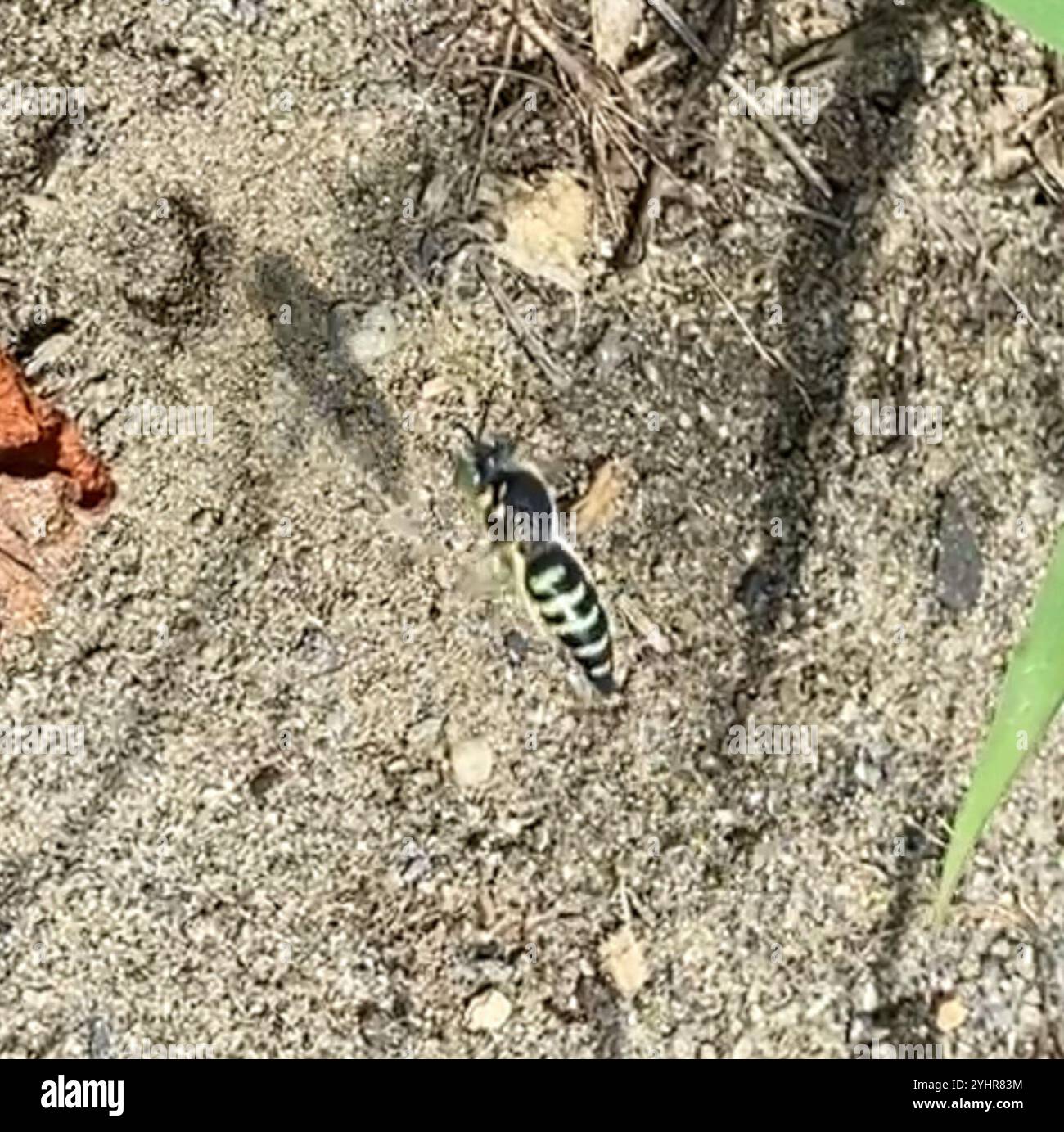 American Sand Wasp (Bembix americana Stock Photo - Alamy