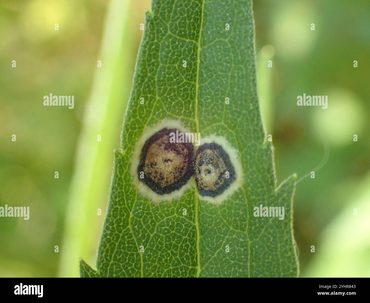 Carbonifera goldenrod gall midge (Asteromyia carbonifera Stock Photo ...