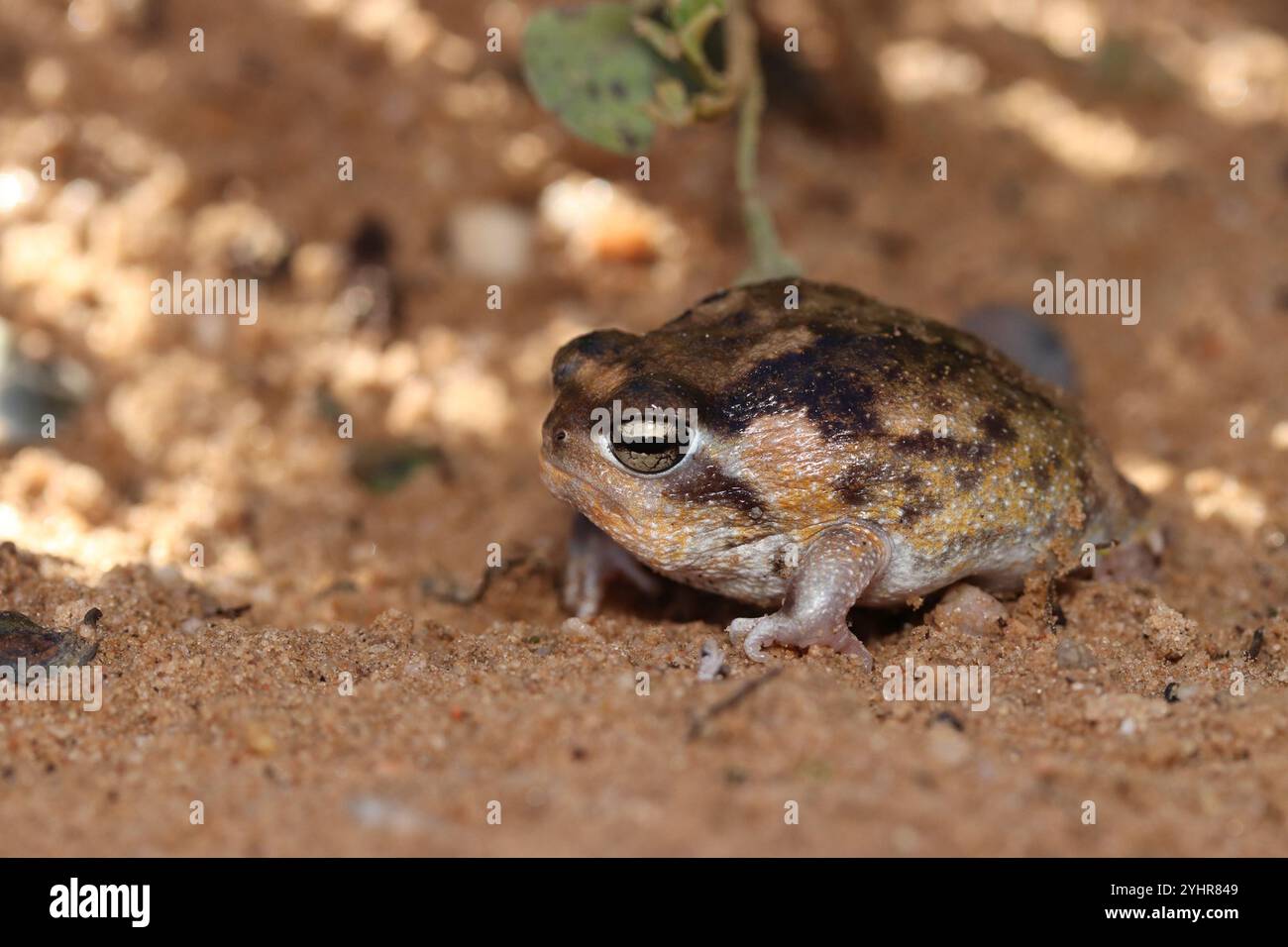 Namaqua Rain Frog (Breviceps namaquensis Stock Photo - Alamy