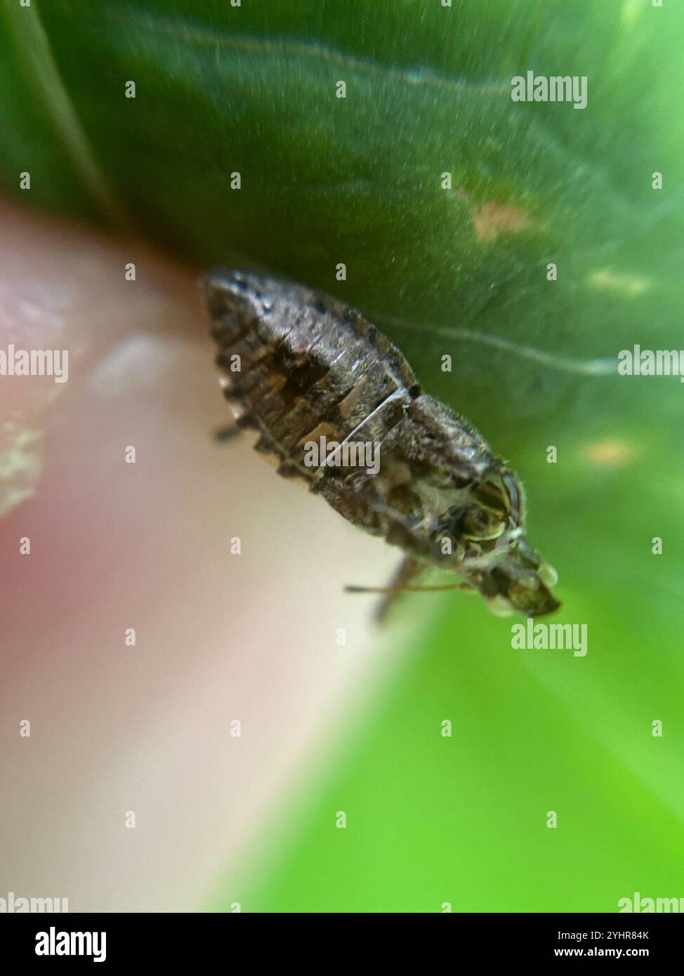 Tree Damsel Bug (Himacerus apterus Stock Photo - Alamy