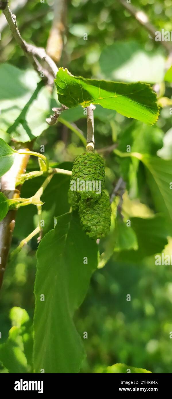 grey alder (Alnus incana Stock Photo - Alamy