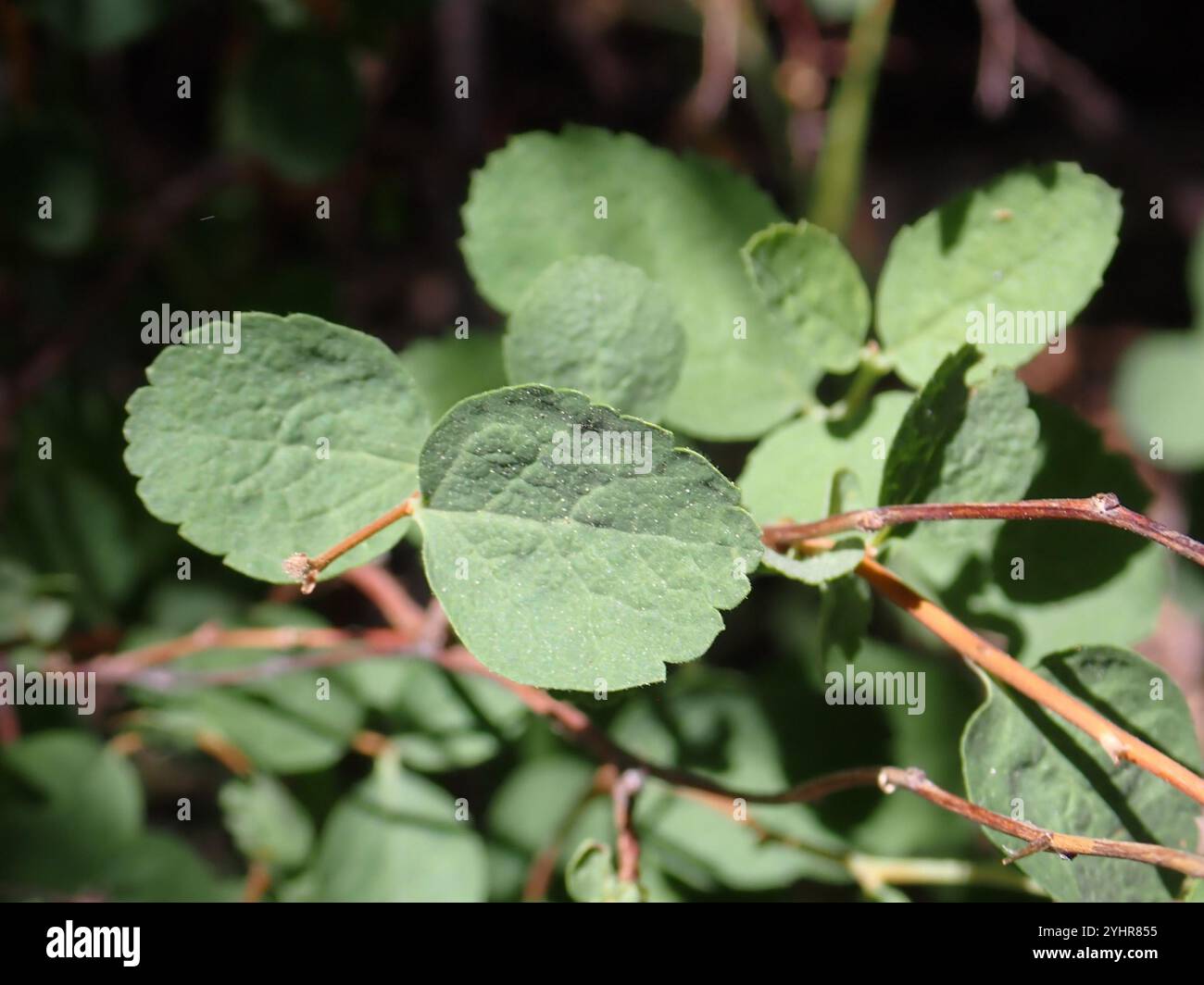 Mountain Spirea (Spiraea splendens Stock Photo - Alamy