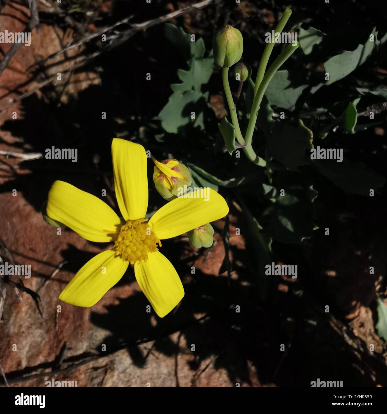 Bonsai Babooncabbage (Othonna pumilio Stock Photo - Alamy