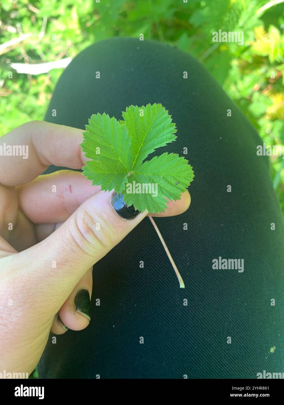 Roughfruit Raspberry (Rubus lasiococcus Stock Photo - Alamy