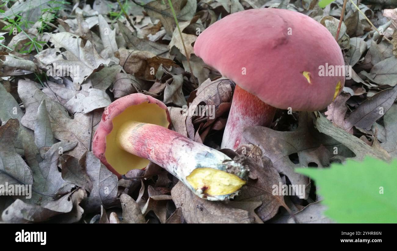 Bouillon Bolete (Lanmaoa pallidorosea Stock Photo - Alamy