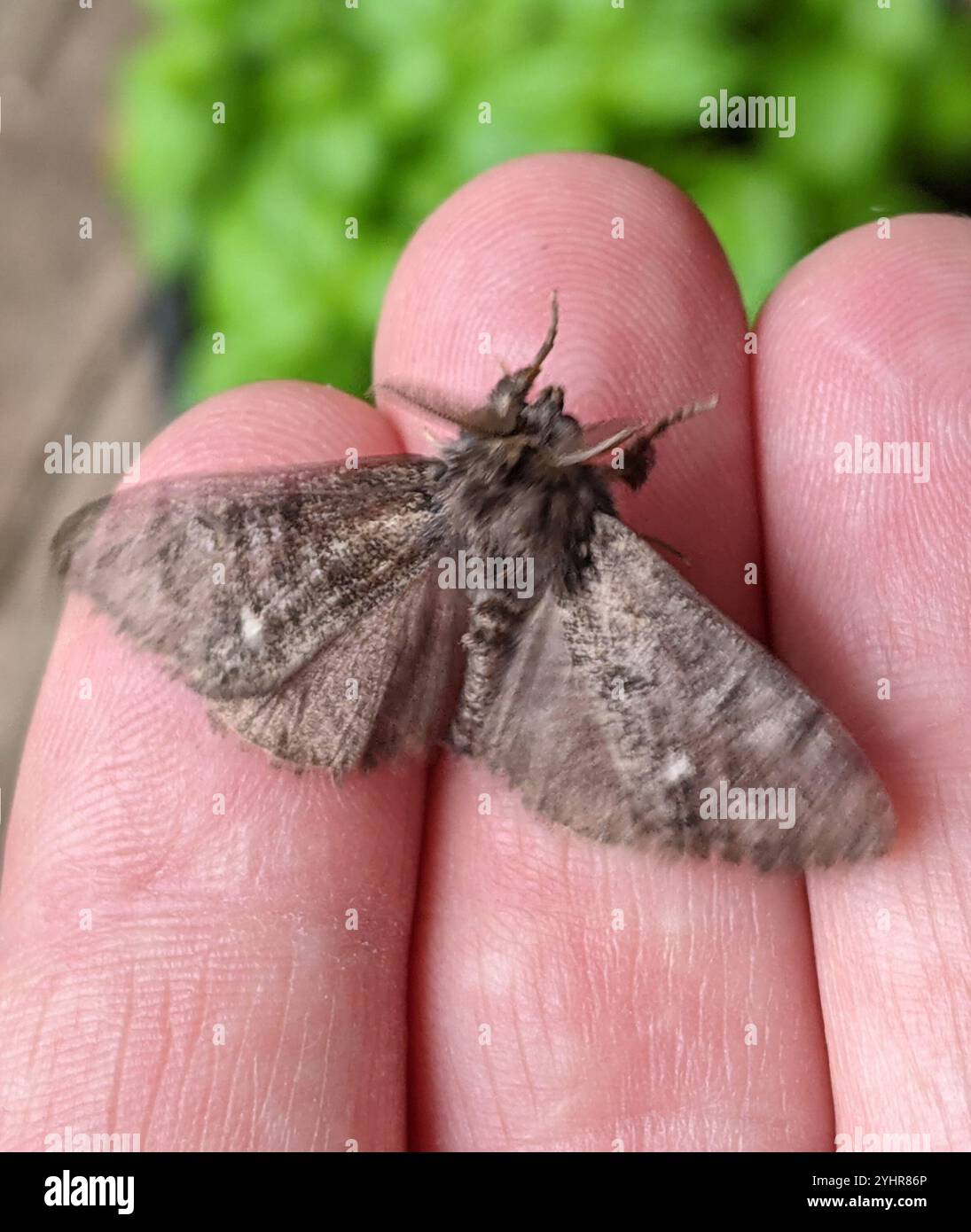Grizzled Tussock Moth (Dasychira grisefacta Stock Photo - Alamy