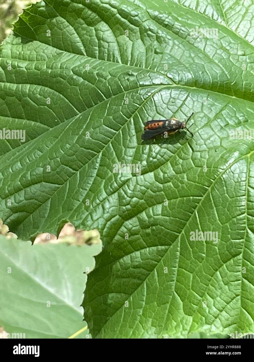Squash Vine Borer (Eichlinia cucurbitae Stock Photo - Alamy