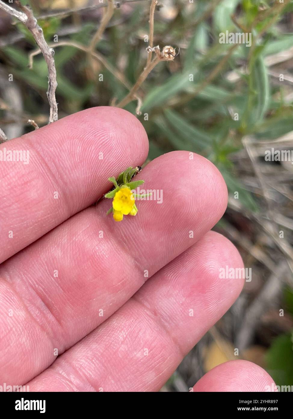 manyflowered gromwell (Lithospermum multiflorum Stock Photo - Alamy
