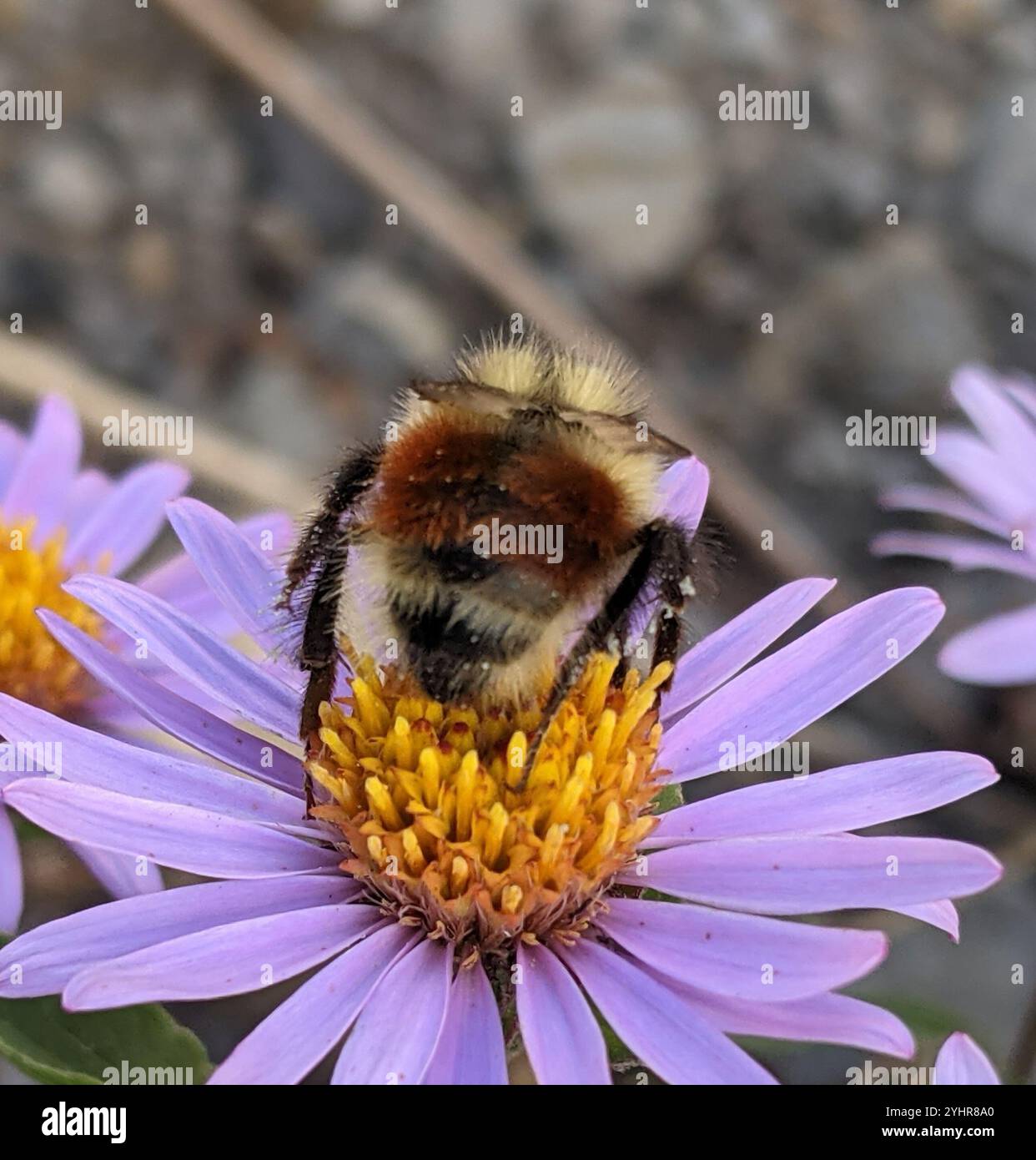 Forest Bumble Bee (Bombus sylvicola Stock Photo - Alamy