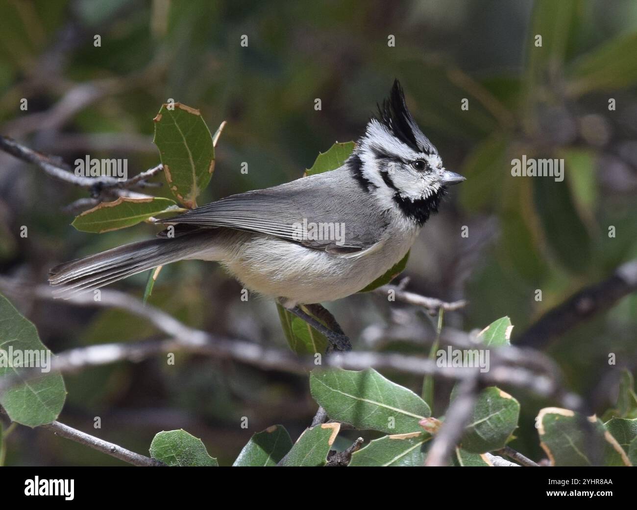 Bridled Titmouse (Baeolophus wollweberi Stock Photo - Alamy