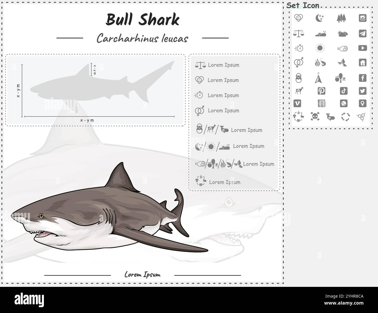 Bull shark infographic template Stock Vector Image & Art - Alamy