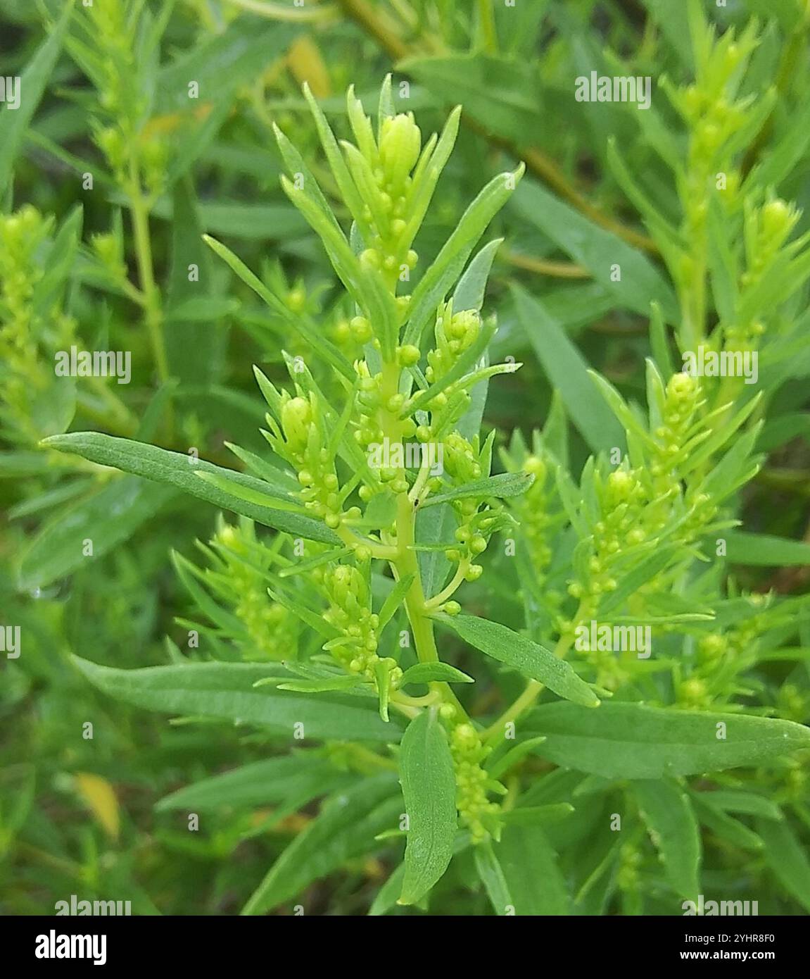 marsh elder (Iva frutescens Stock Photo - Alamy