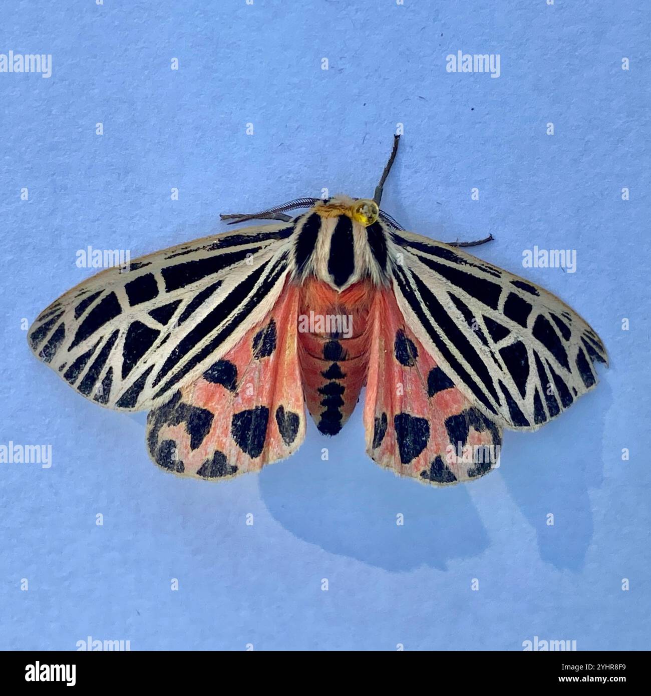 Virgin Tiger Moth (Apantesis virgo Stock Photo - Alamy