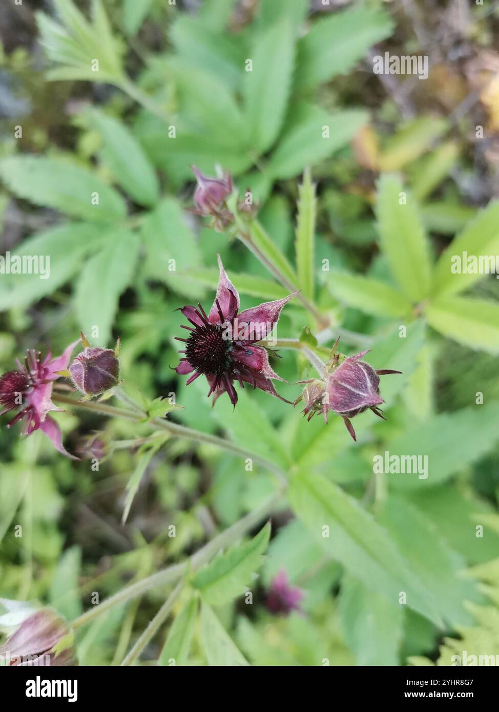 marsh cinquefoil (Comarum palustre Stock Photo - Alamy