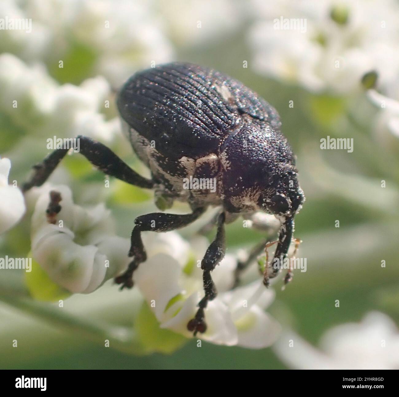 Punctumalbum hi-res stock photography and images - Alamy