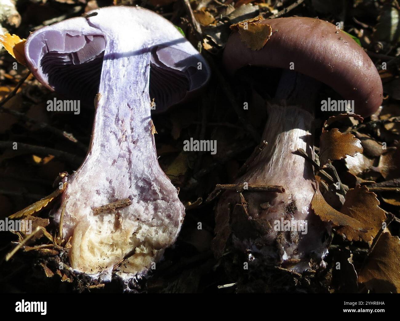 Webcaps hi-res stock photography and images - Alamy