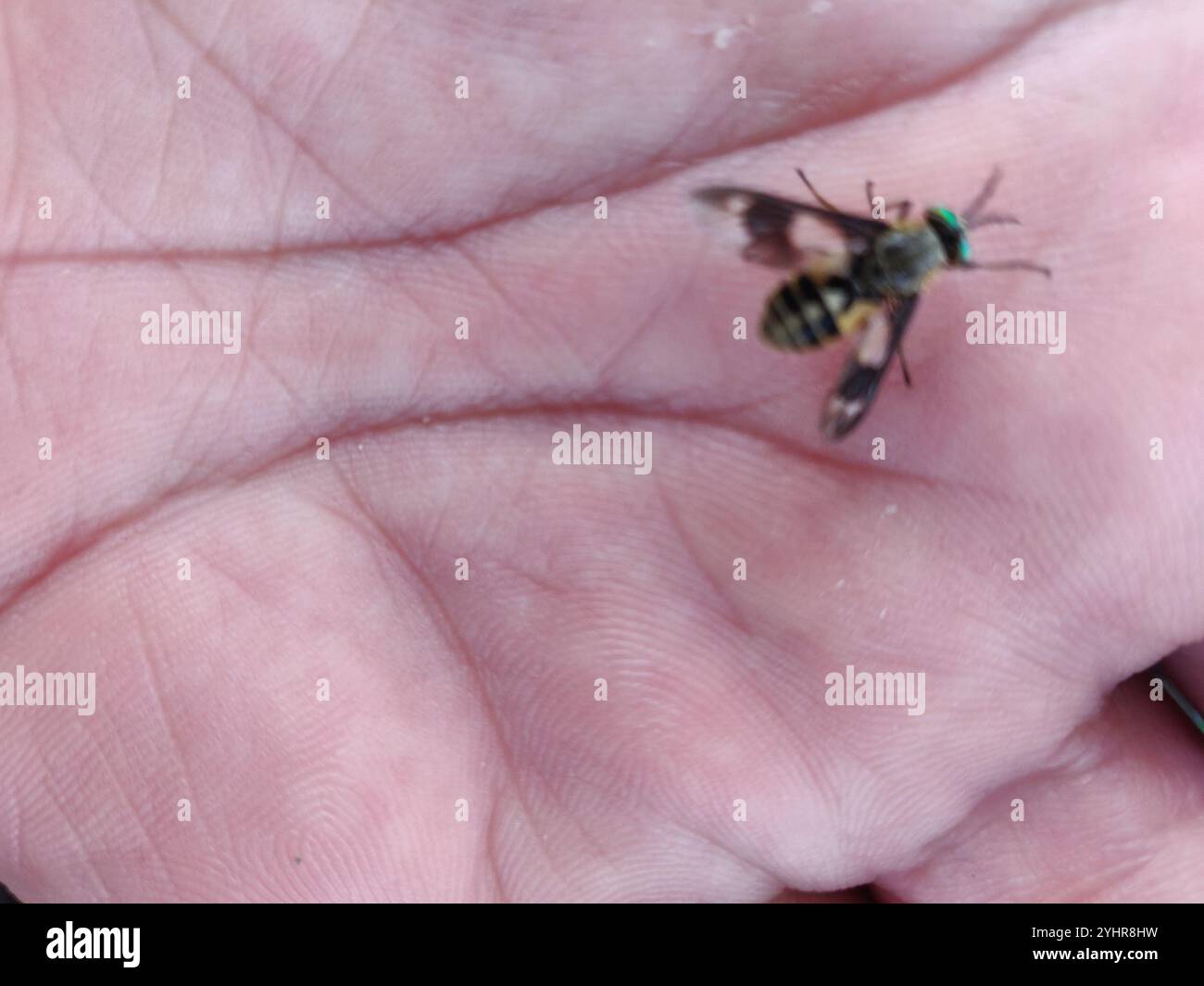 Twin-lobed Deer Fly (Chrysops relictus Stock Photo - Alamy