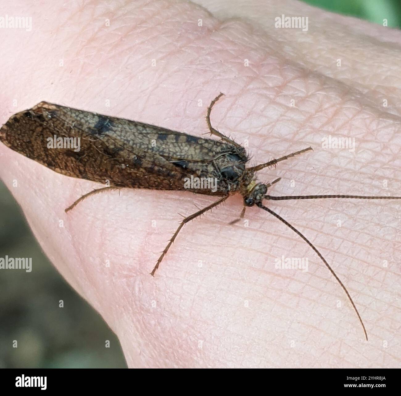 Giant Casemaker Caddisflies (Phryganeidae Stock Photo - Alamy