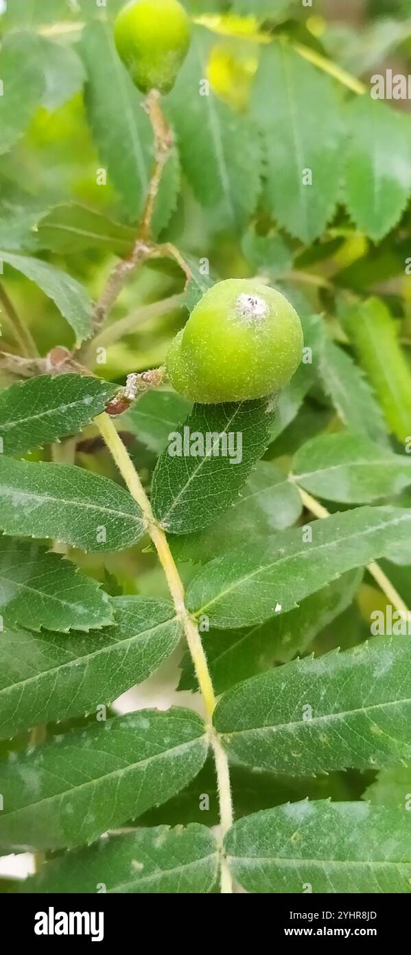 Cormus domestica hi-res stock photography and images - Alamy